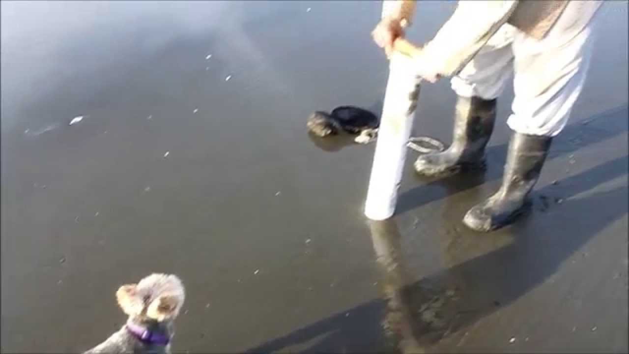 Let's Go Clamming - How to go clamming for Pacific Razor Clams ...