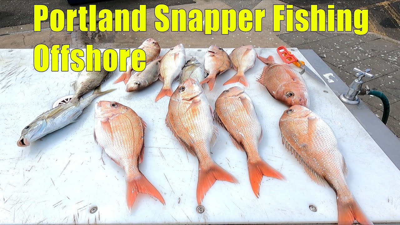 Portland snapper fishing victoria 27/2/25 Portland boat fishing for ...