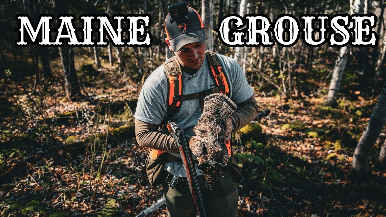 SO MANY BIRDS! | Hunting Grouse & Woodcock in Maine | 2024 - YouTube