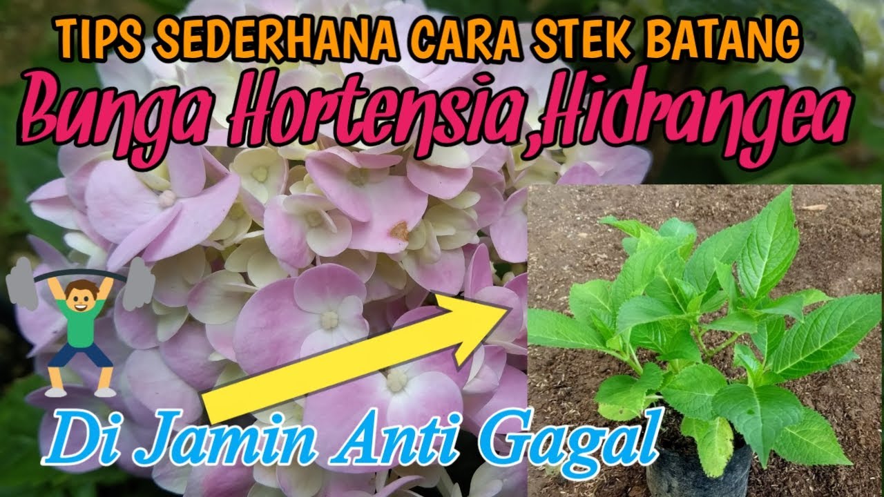 TIPS SEDERHANA CARA STEK BATANG BUNGA HORTENSIA/HIDRANGEA DI JAMIN ANTI ...
