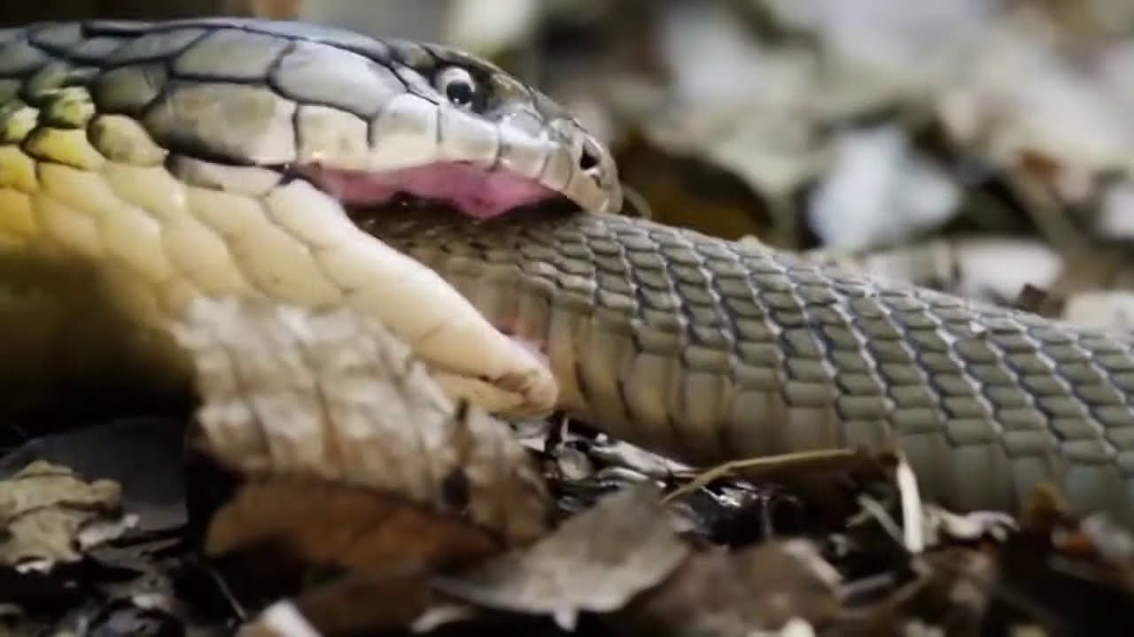King cobra hunting Snake Most Amazing Moments Of Wild Animal Fights ...