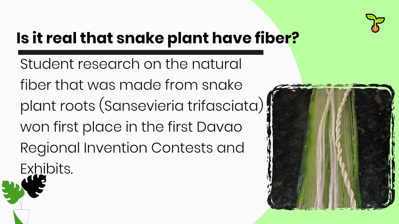 Natural Fiber on Snake Plant - YouTube