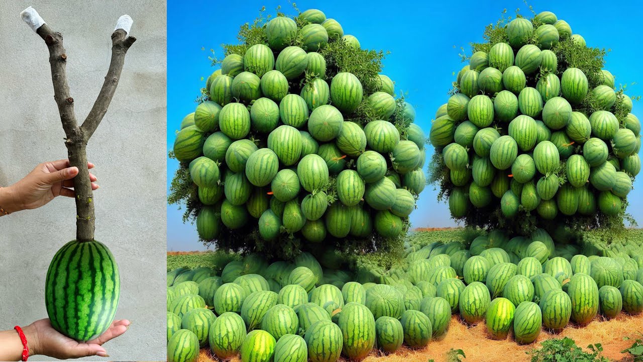 Great Technique For Grafting Mango Tree in Watermelon Fruit Using Aloe ...