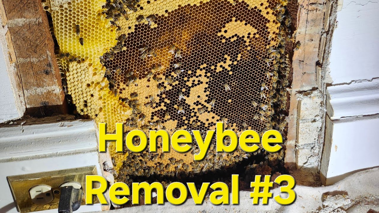 Honeybee Removal #3: Old Home, Lots of Bees - YouTube