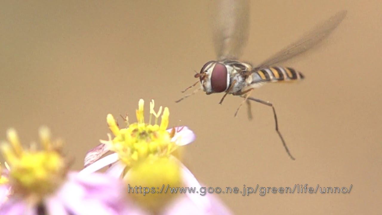 Hoverfly hovering ホソヒラタアブホバリング - YouTube