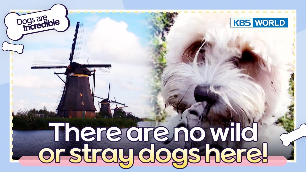 There are no wild or stray dogs here 🇳🇱 [Dogs are incredible : EP.167-1 ...