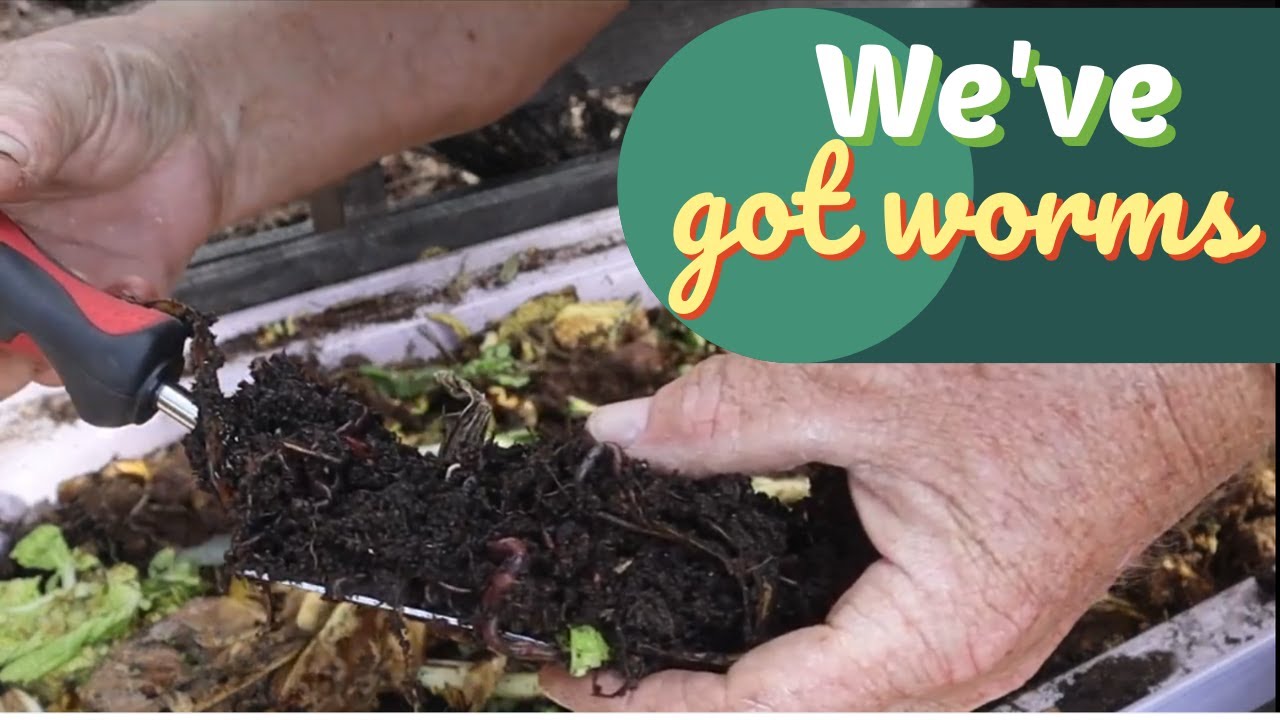 Harvesting Worm Farm - YouTube