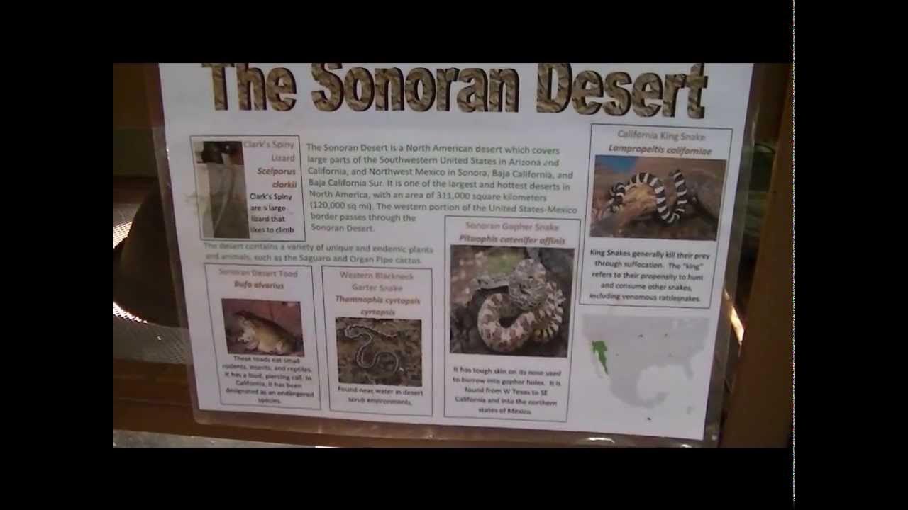 Sonoran Desert Exhibit - YouTube