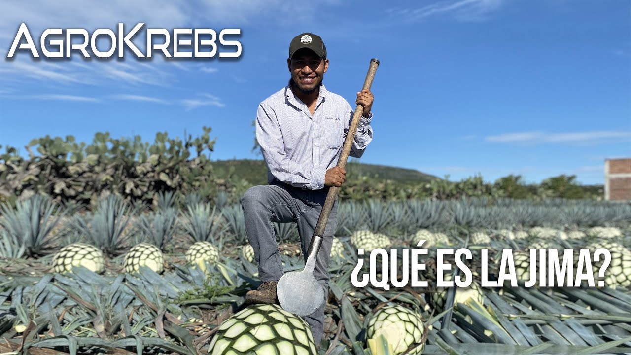¿Qué es la jima? - YouTube