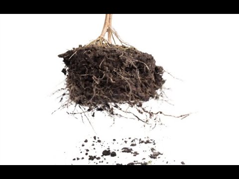 Roots hold a lot of soil - Montessori Botany - YouTube