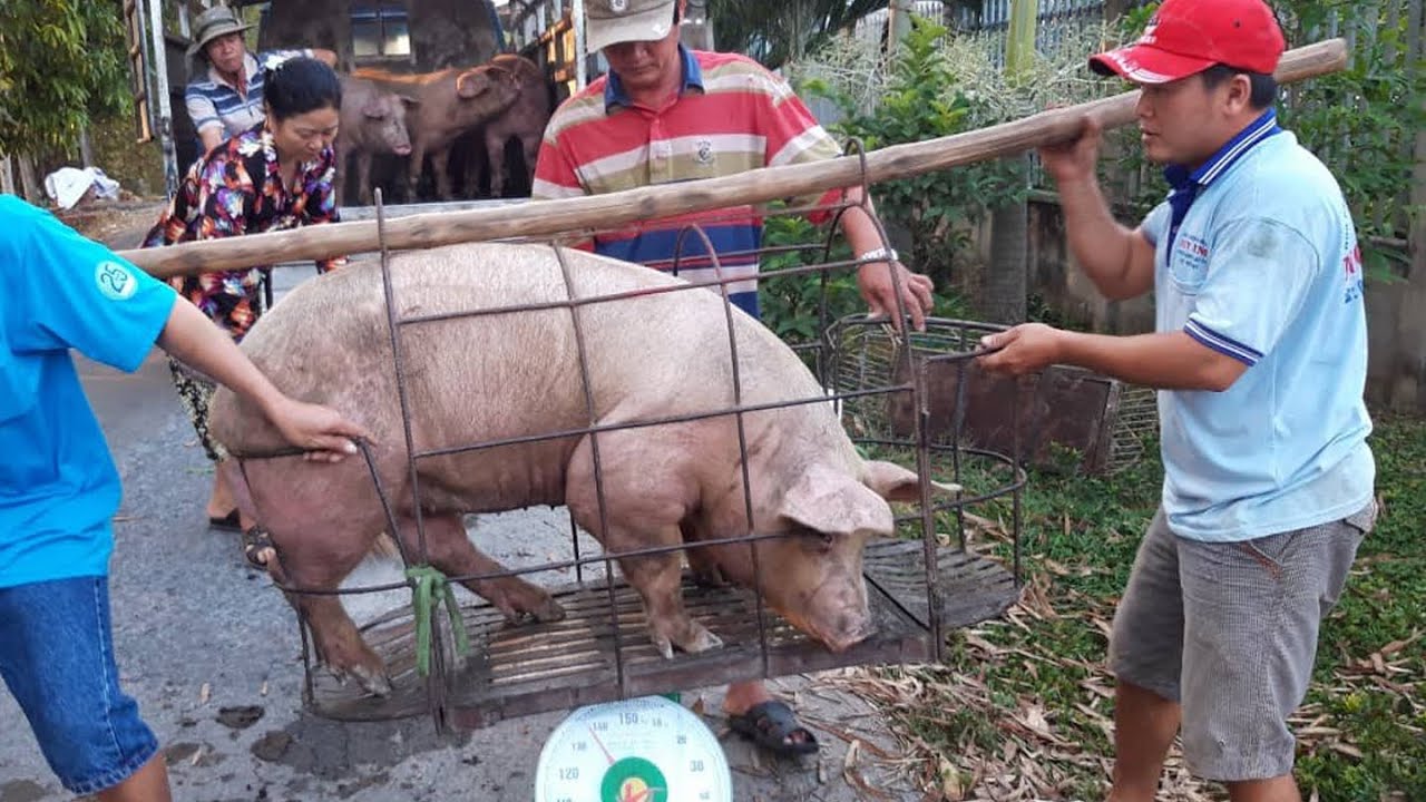 Waiting 160 Days Finally Comes To Sell 100 Pigs 170kg 1 Pig - YouTube