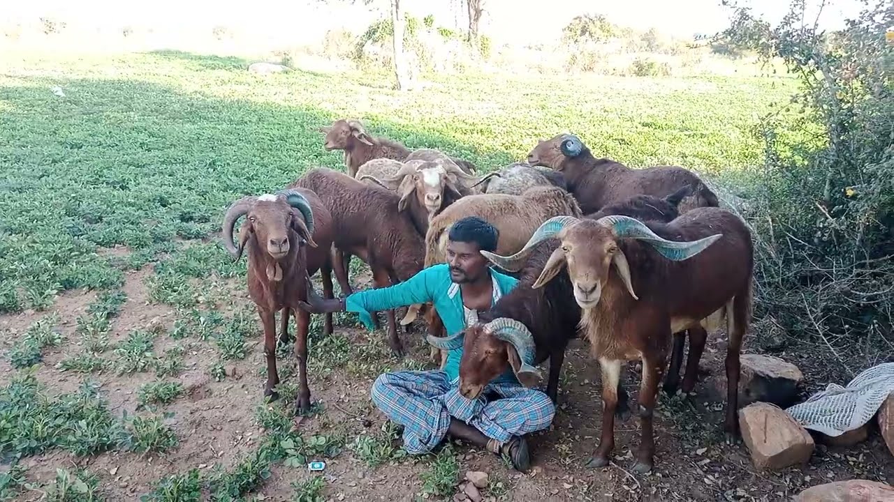 kuri sakanike sheep from kannada - YouTube