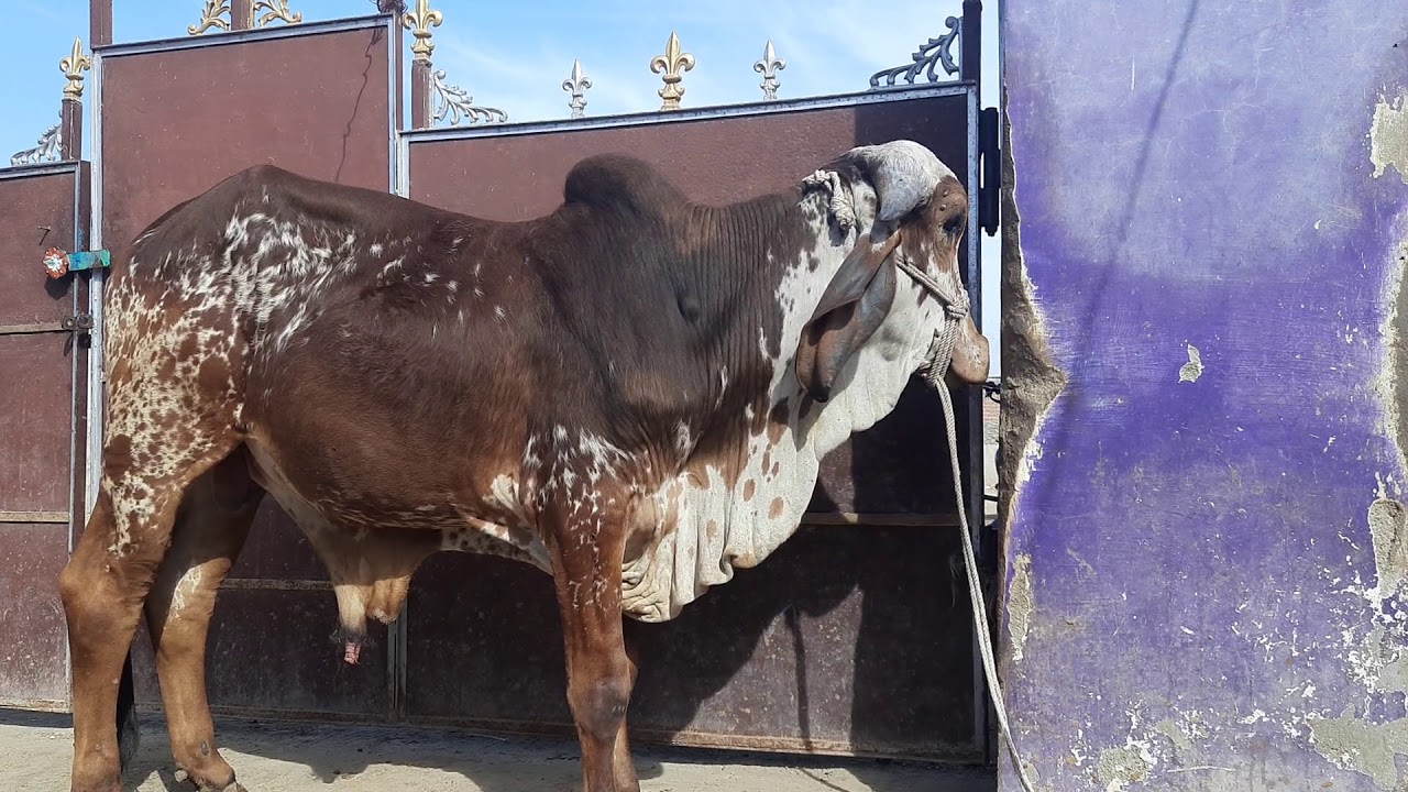Gir bull for sale pure 100% gir ajmer rajasthan 9079307182 - YouTube