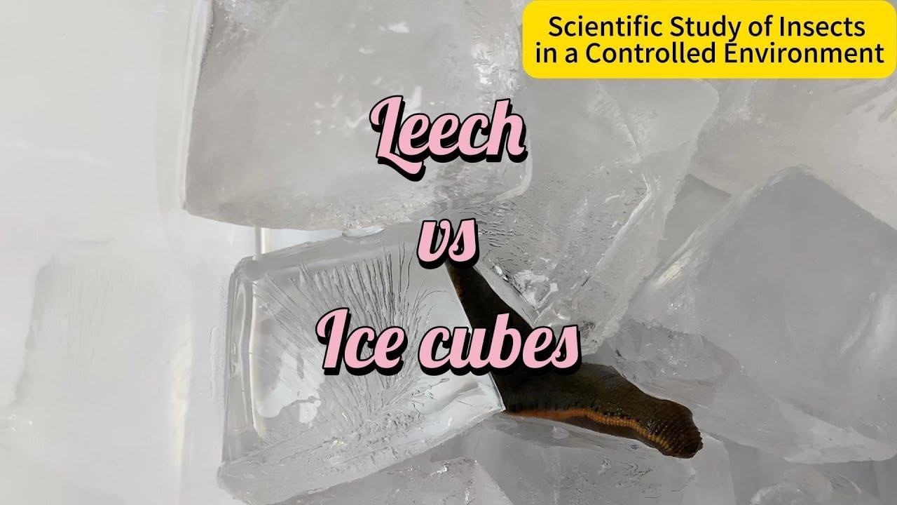 Leech vs Ice Cubes - YouTube