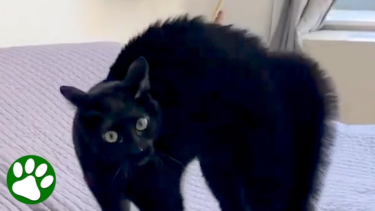 This cat has some very peculiar habits - YouTube
