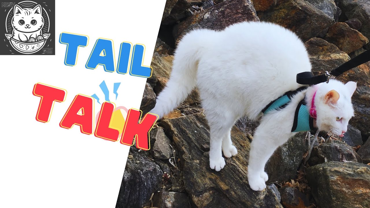 Tails That Talk! Cat Overlord Grump Decodes Mysterious Cat Tail ...
