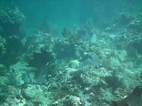 Snorkling in the Keys at Looe Key Reef - Underwater Camera - Video 1 ...