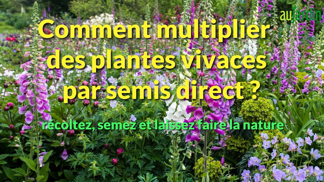 COMMENT MULTIPLIER des PLANTES VIVACES par SEMIS DIRECT en PLACE ...