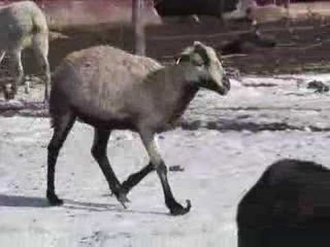 Scores of Sheep Found Starved - YouTube