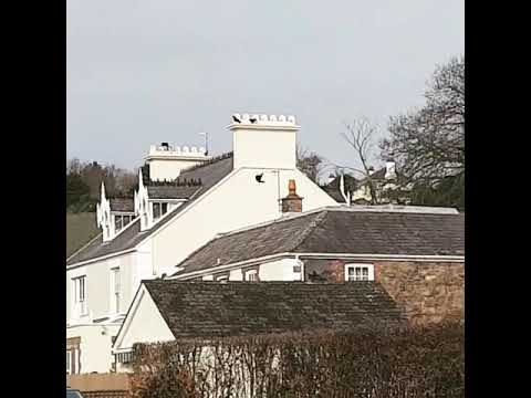 Crow Wars.. mating season, territory's being fought over