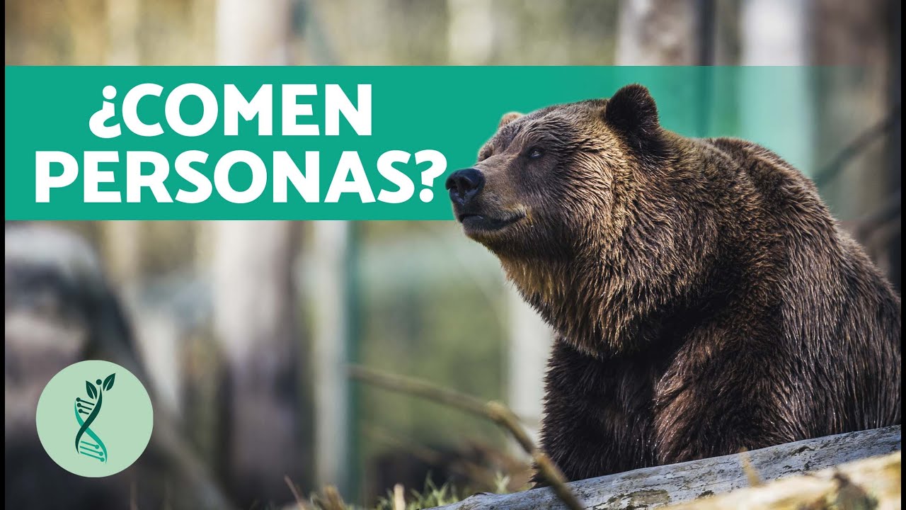 ¿Dónde VIVEN los OSOS GRIZZLY? 🐻 (Características, Hábitat y ...