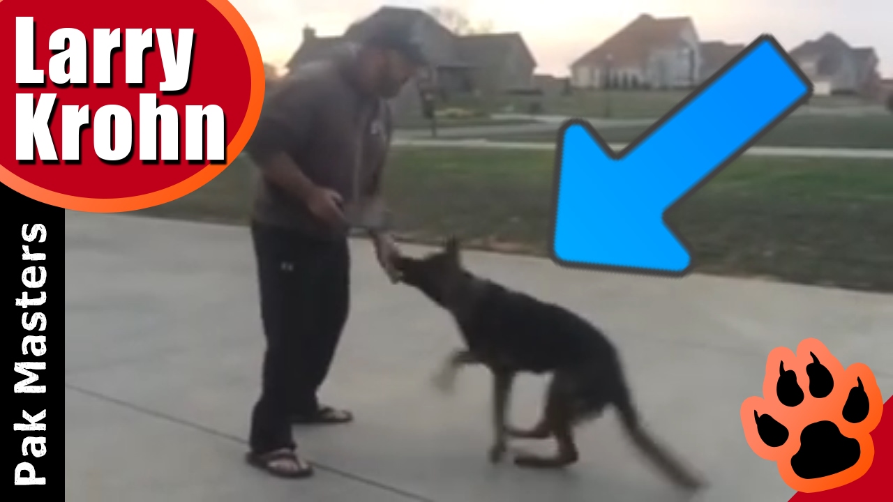 Dog training with luring, marking, verbal corrections, physical ...