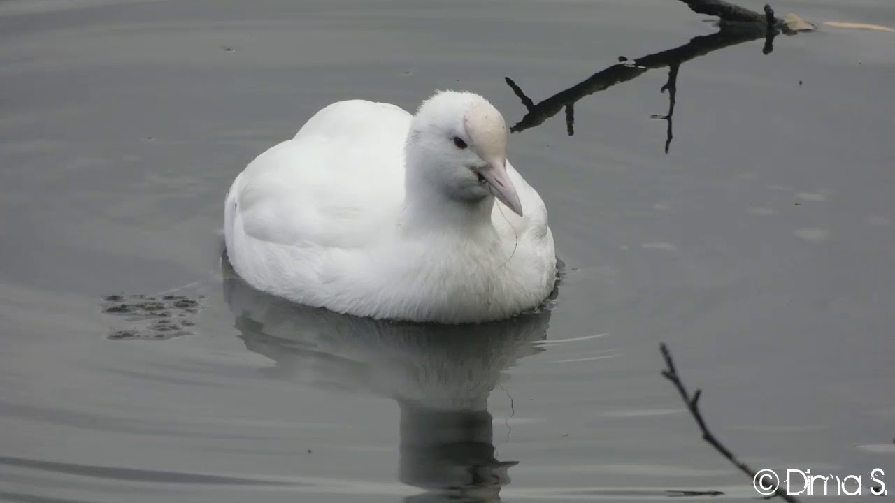 White Albino Coot / Weißes Albino Blässhuhn - YouTube