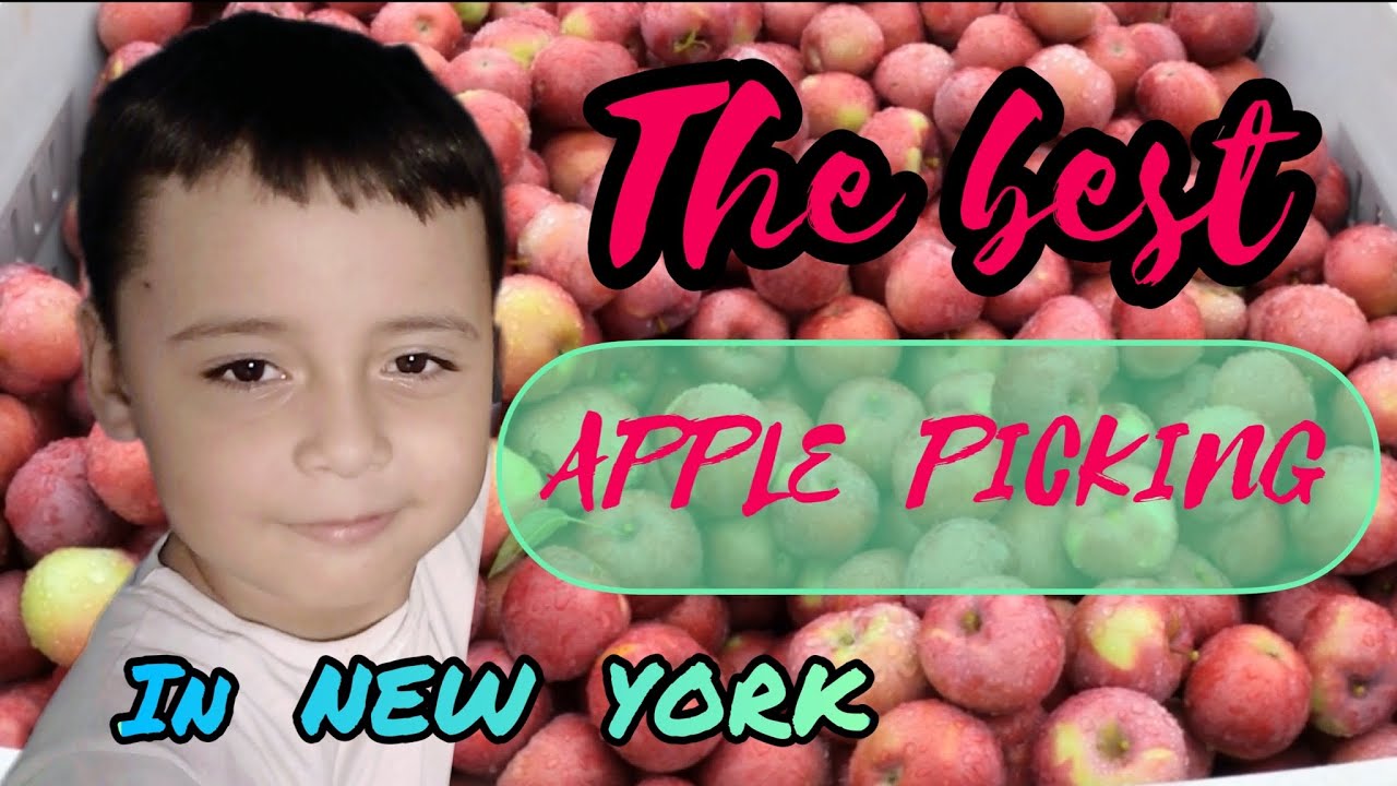 MASSIVE FLOODING OF APPLES | UNBEATABLE AND THE BEST APPLE PICKING ...