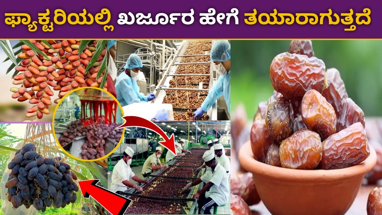 ನೀವೇ ನೋಡಿ ಖರ್ಜೂರ ಹೇಗೆ ತಯಾರಾಗುತ್ತೆ!!| How Dates Are Prepared. #dates # ...