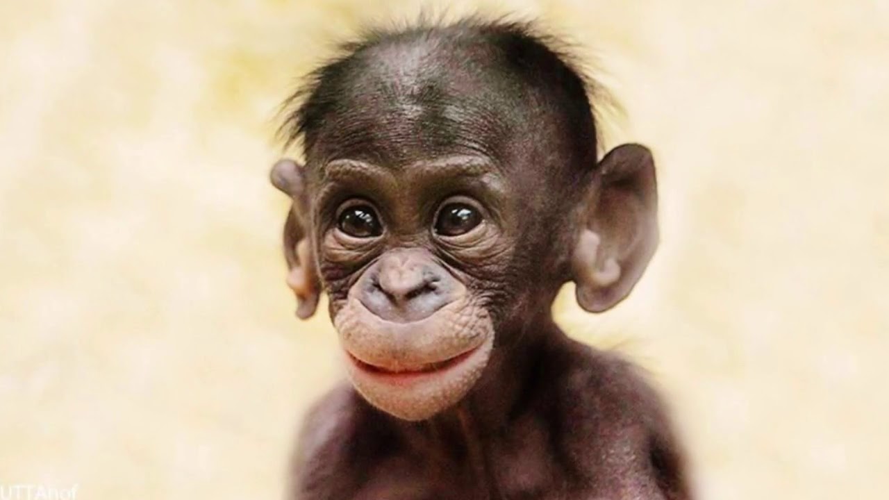 Falling 4 Apes - YouTube