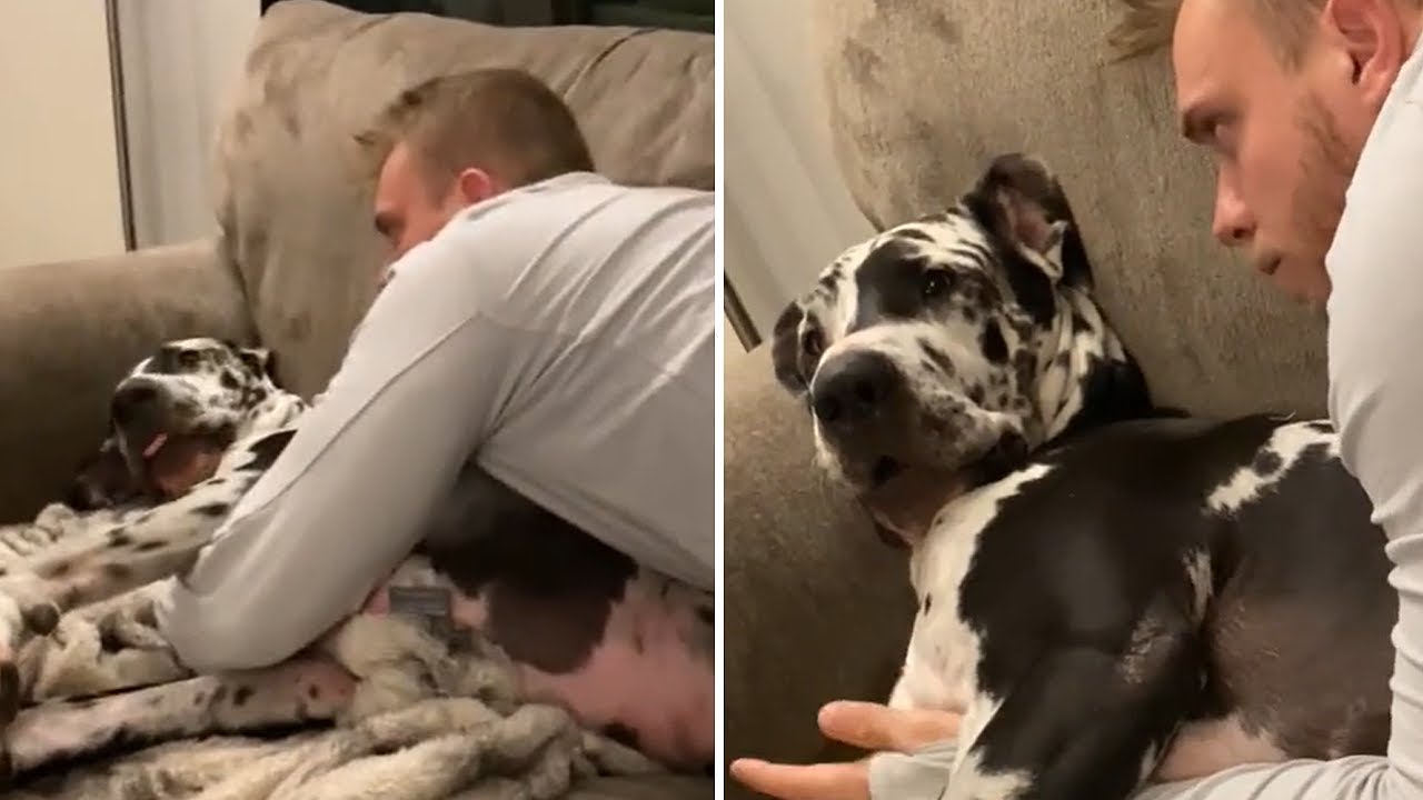 What happens when dogs and humans switch cuddling roles? - YouTube