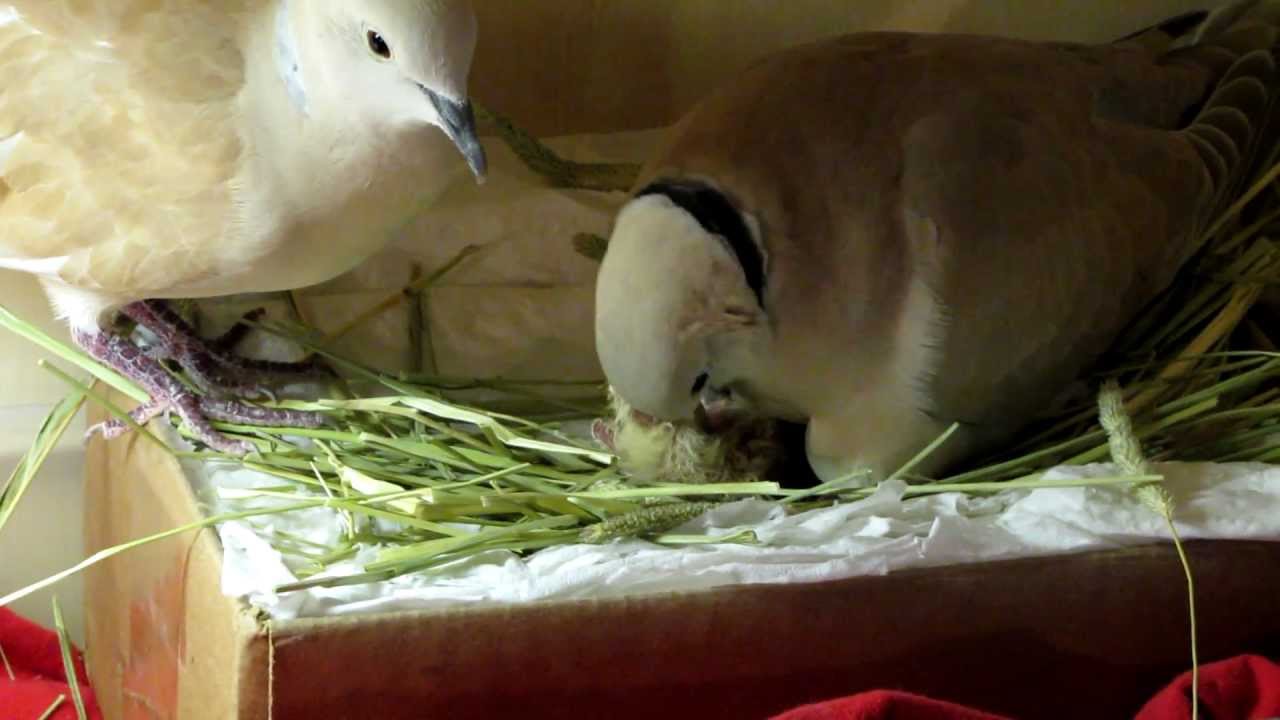 Paloma feeding her baby - YouTube