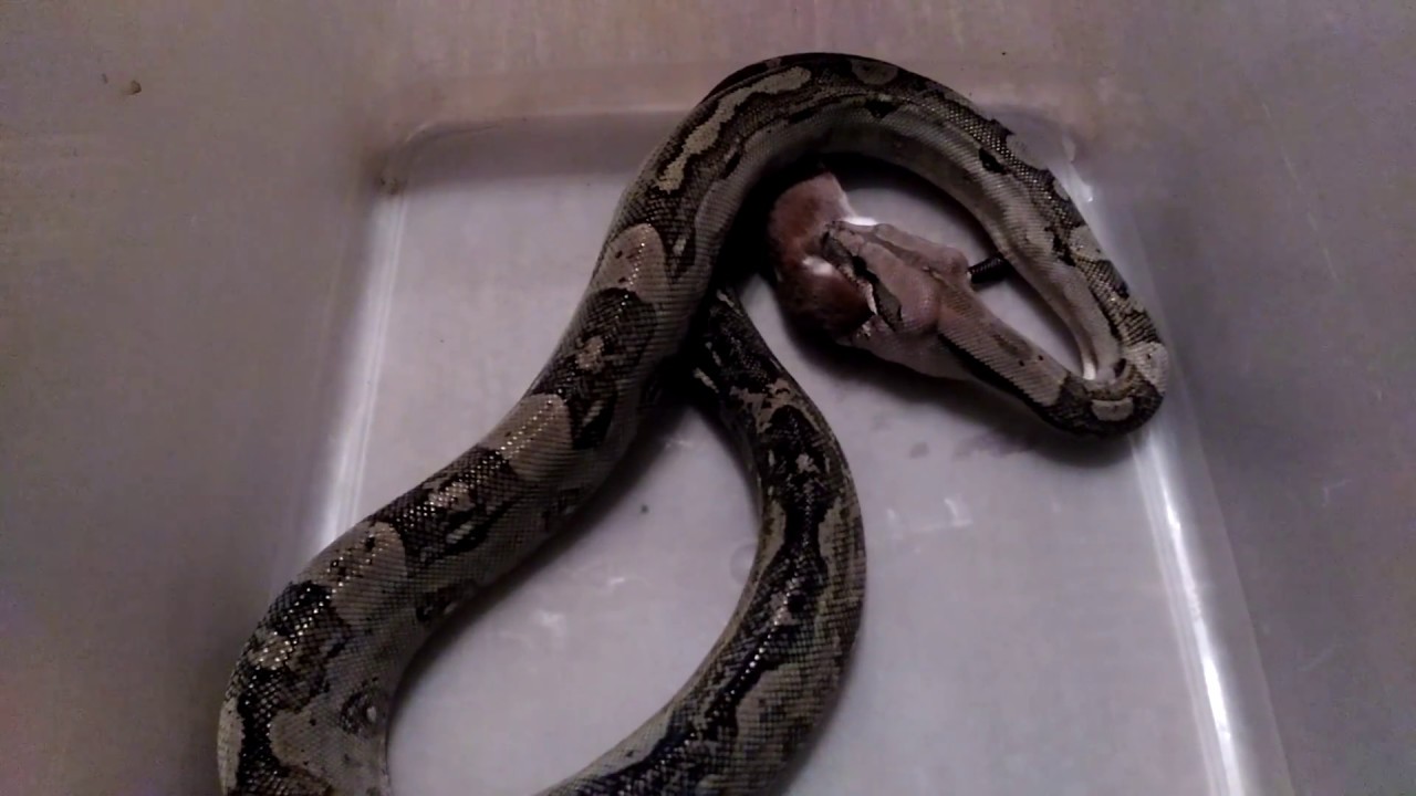 Boa constrictor vs python - lulihead