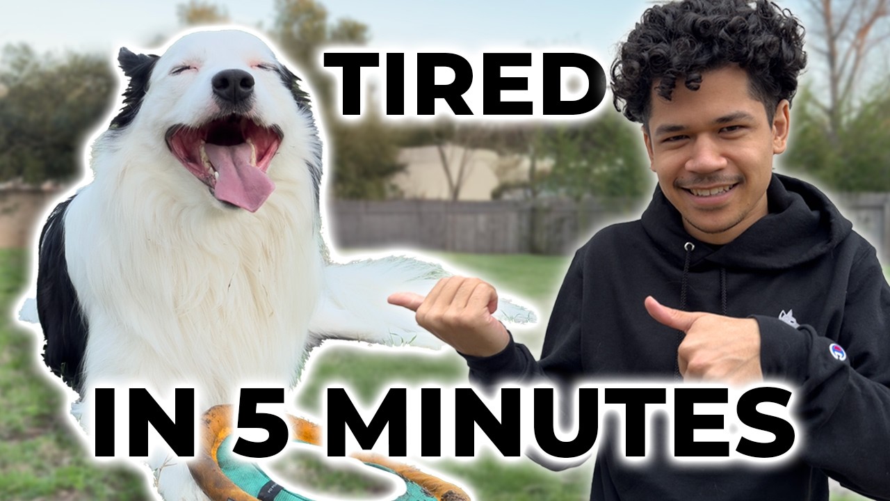 How I Exhaust My Dog Mentally & Physically in 5 Minutes - YouTube