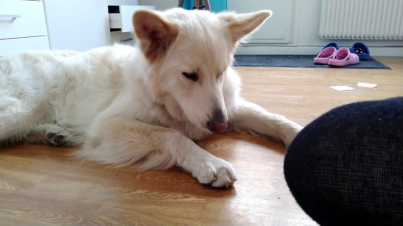 Trick: Hur du lär din hund "nos" - YouTube