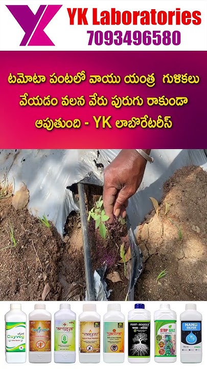 #టమోటా పంటలో వాయు యంత్ర గుళికలు వేయడం వలన వేరు పురుగు రాకుండా ఆపుతుంది - YK లాబొరేటరీస్ | YK Lab ...