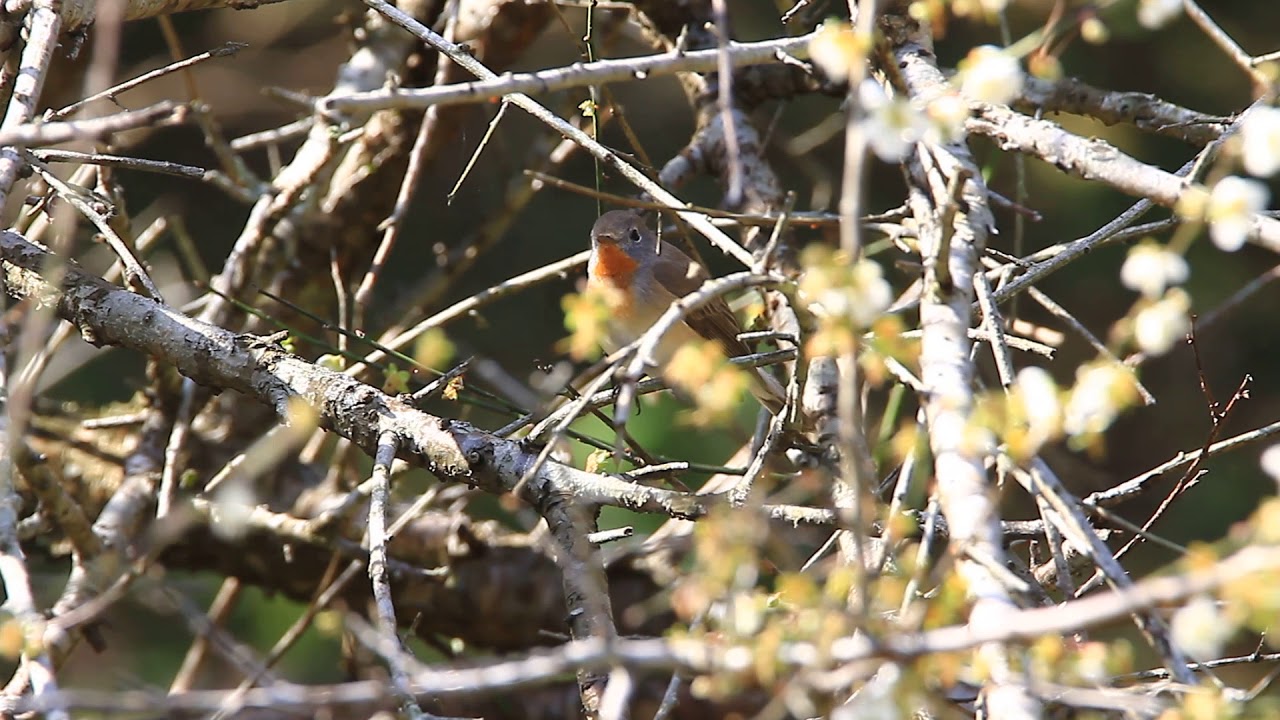 紅胸鶲叫聲, Red-breasted Flycatcher calls - YouTube