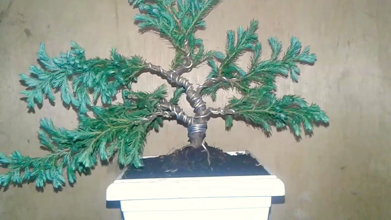 Bonsai cemara perak - YouTube