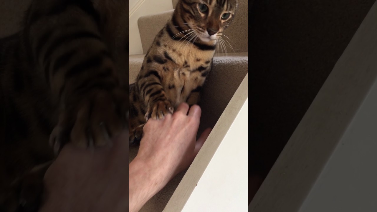F3 Bengal Cat Shows off his claws - YouTube