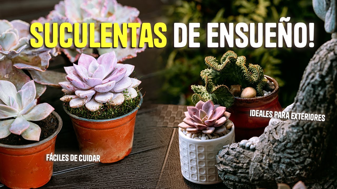 Cómo trasplantar SUCULENTAS!!! Paso a paso😍 | Planta Me - YouTube