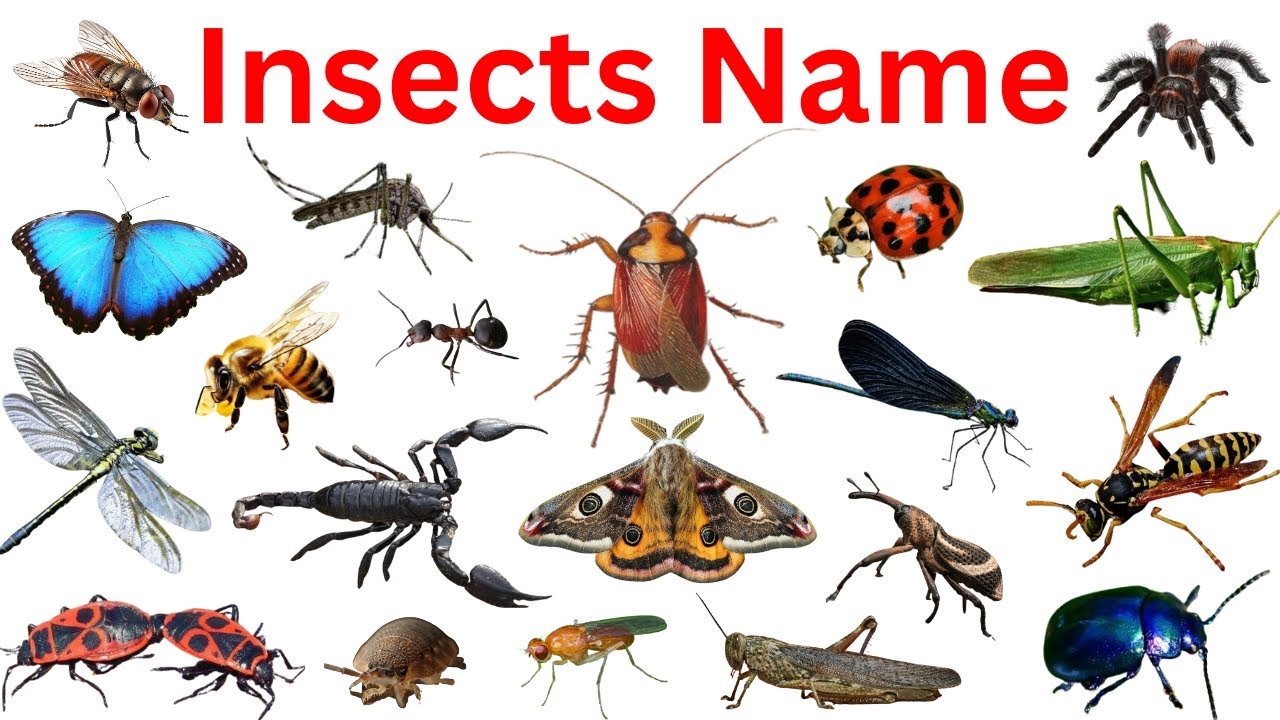 Insects Name | Insects | Insects Names in English | Names of the ...