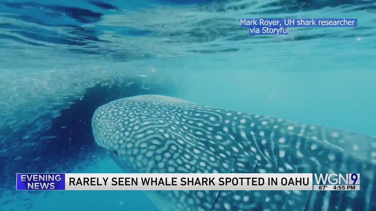 Video shows rarely-seen 30-foot whale shark feeding in Hawaiian waters ...