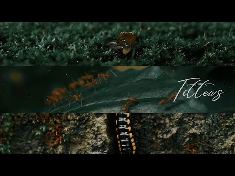 Green Nature video | colorgarage creations | a film by tittews | livings | nature life