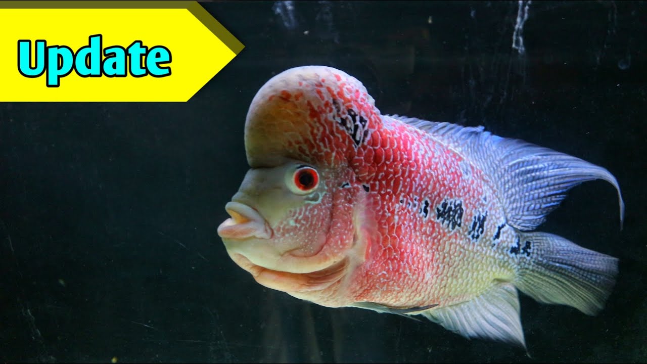 මාළු ටැංකියේ වතුරවල වැදගත්කම | Flowerhorn Update - YouTube