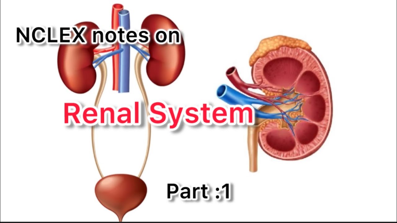Part:1, NCLEX note on Renal System 👩‍⚕️📚#nclexstudyguide #nclex # ...
