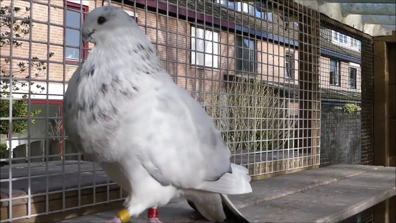 Buchon Balear / Dutch Balear 4 - YouTube