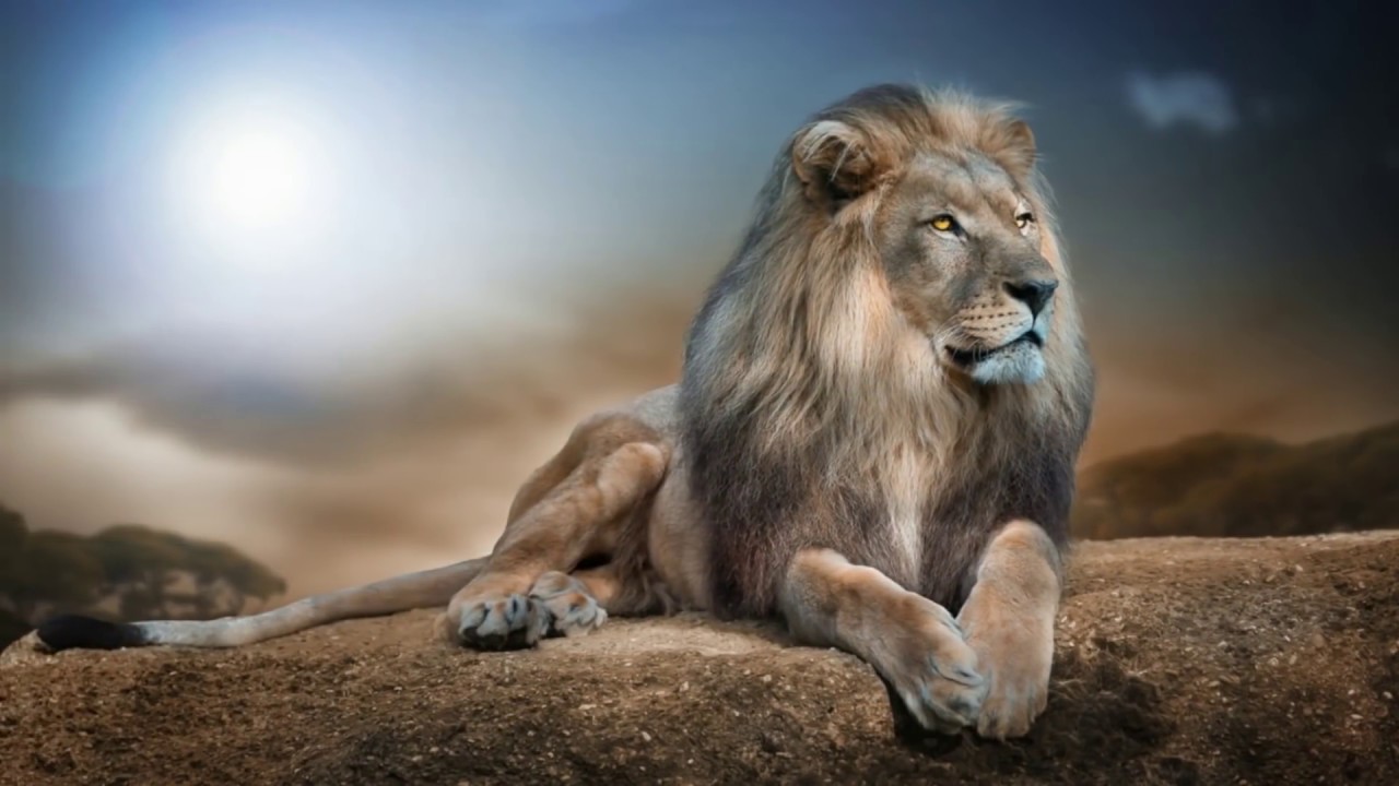 Leão - Arquétipo de Força e Coragem - YouTube