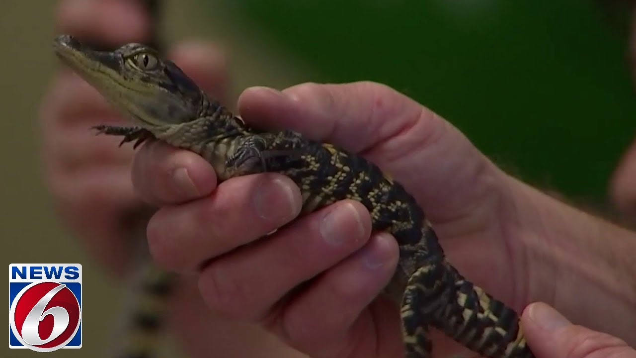 Incorporating baby alligators into STEAM lessons at Orlando elementary ...