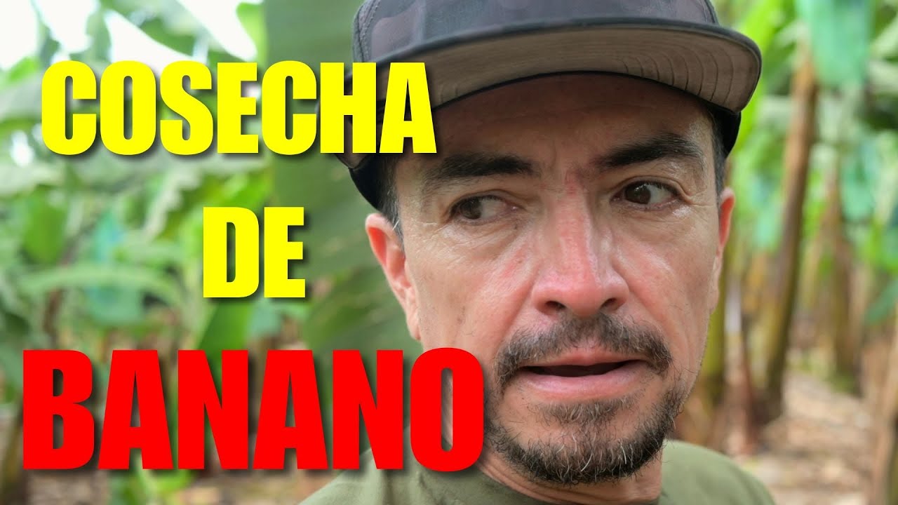 Así se cosecha el banano en Ecuador | AGRICULTURA - YouTube
