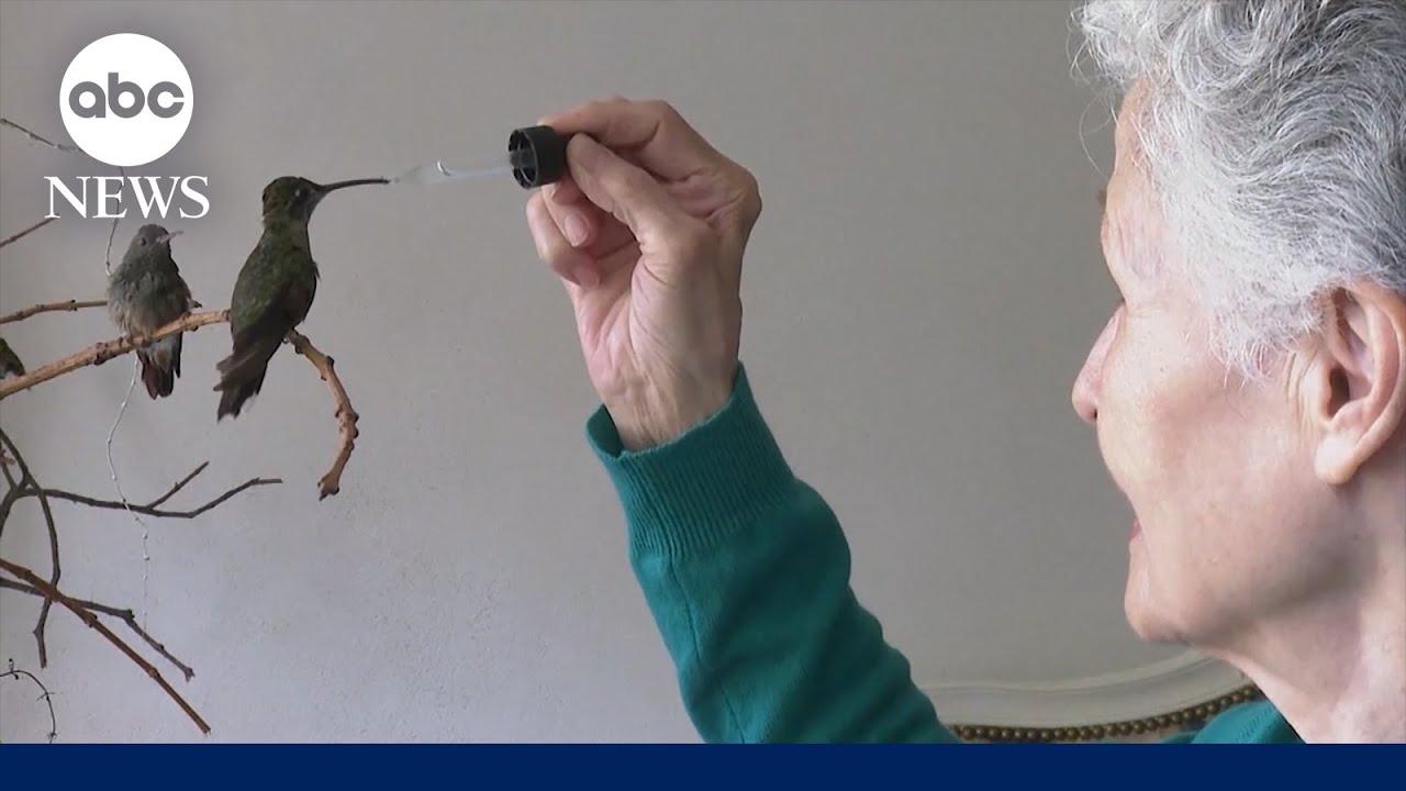 Woman turns home into clinic for ailing hummingbirds | ABC News - YouTube